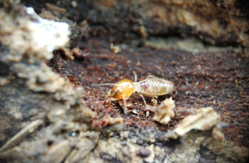 Methods of Termite Control | Pest Control in Raleigh, Durham ...